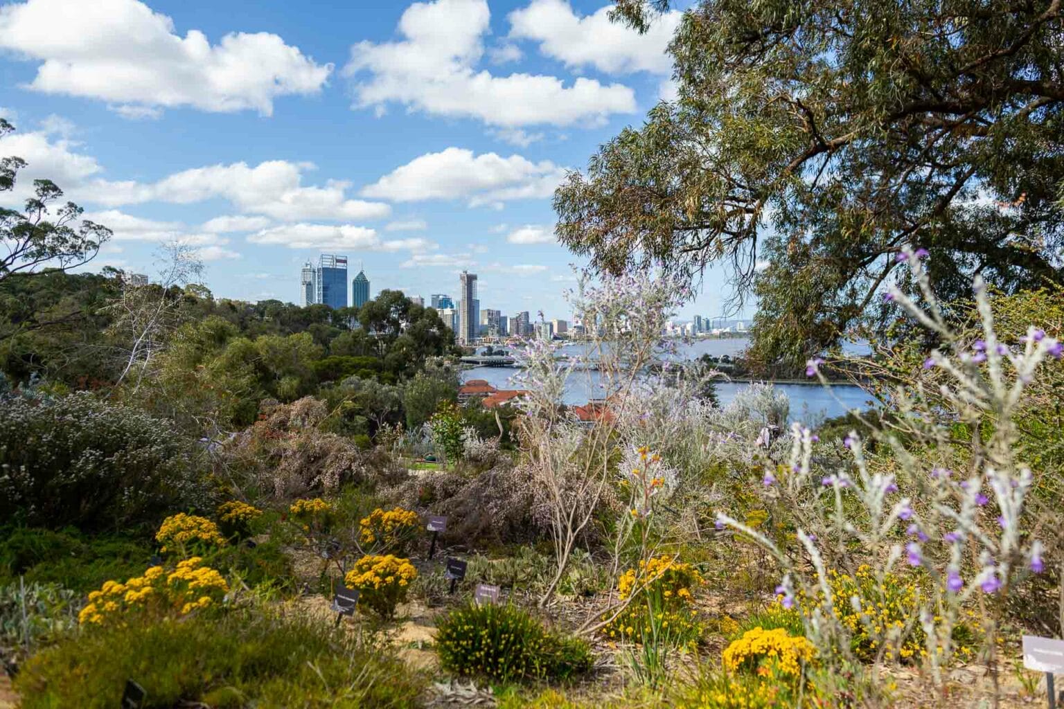 Kings Park, Perth | Nature Escape in the City - We Are Explorers