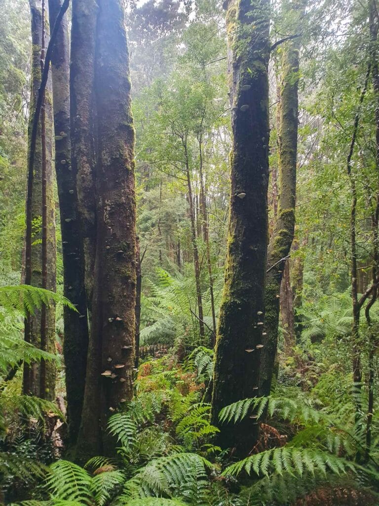 Kelly Basin | Exploring Tassie's West Coast - We Are Explorers
