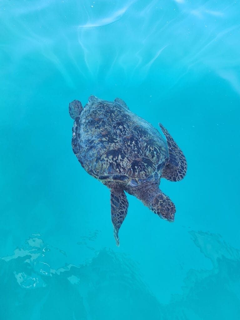Savai’i Island Bikepacking Guide | Samoa - We Are Explorers